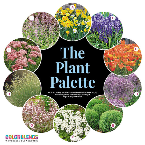 Bold Spring Color Garden Plan – Garden Gate